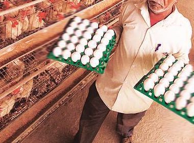 Egg Rate India